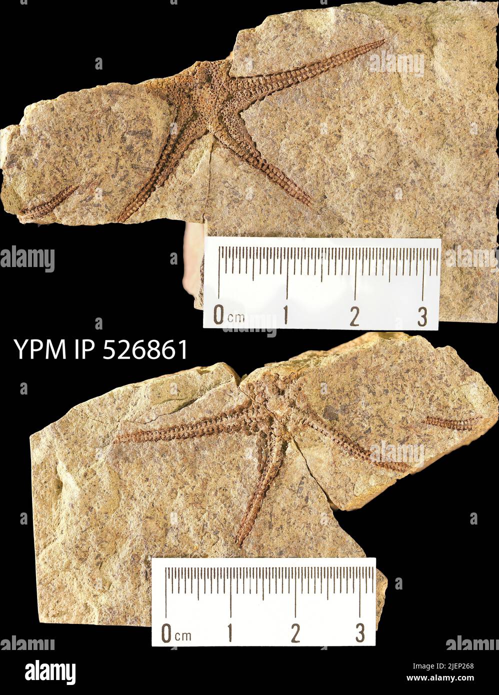 1948 animalia hi-res stock photography and images - Alamy