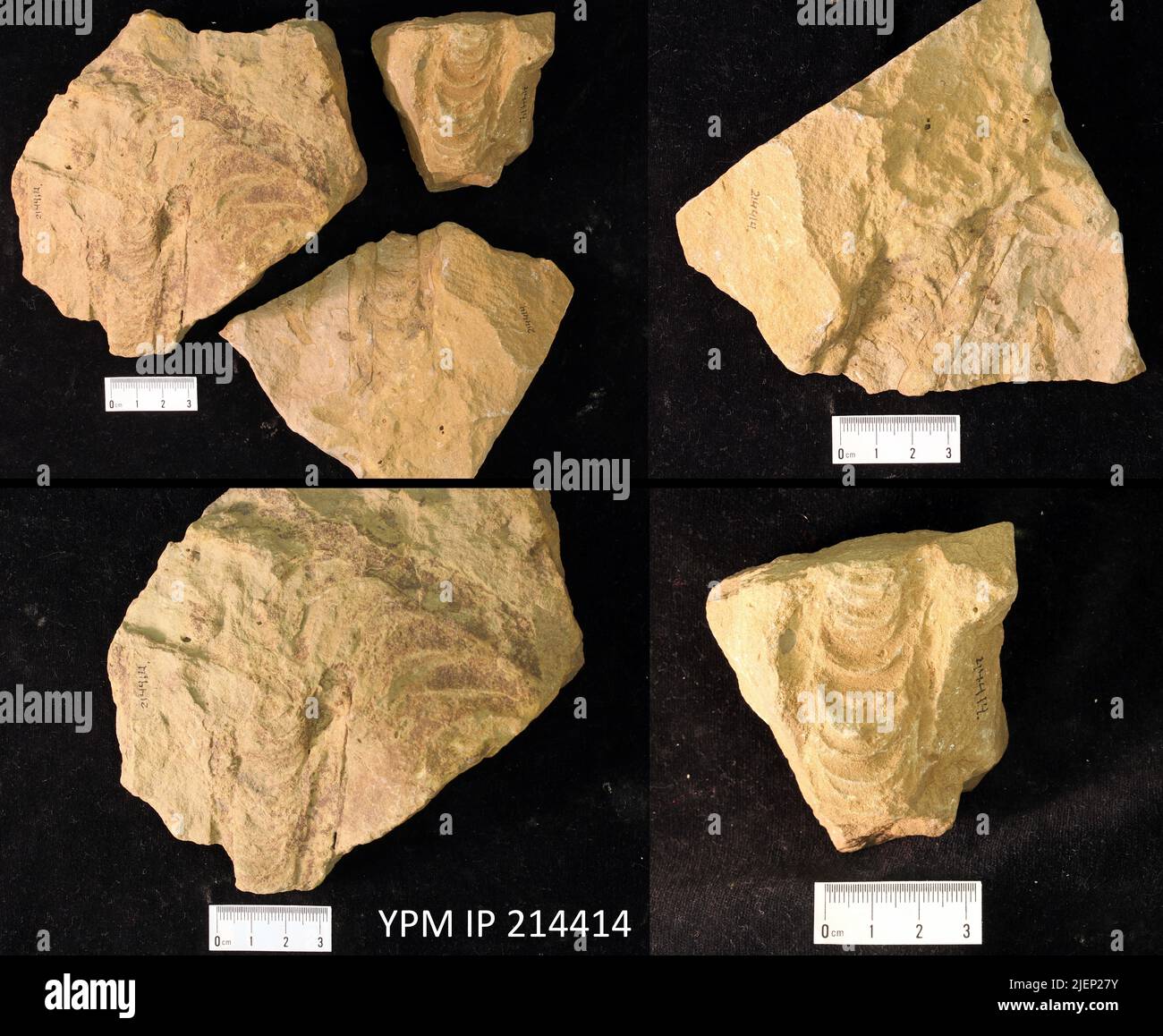 Diplocraterion sp ichnofossil hi-res stock photography and images - Alamy