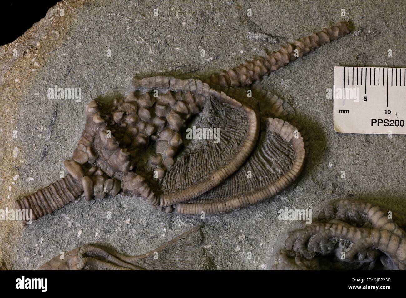 Crinoid columnal hi-res stock photography and images - Alamy