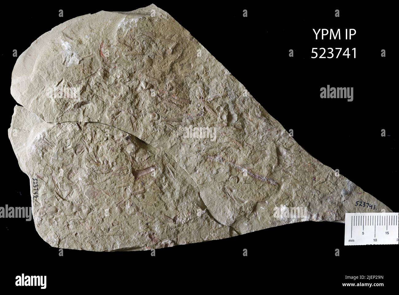 Hyolith hi-res stock photography and images - Alamy