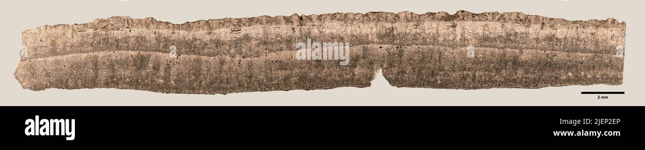 Stromatoporoidea hi-res stock photography and images - Alamy