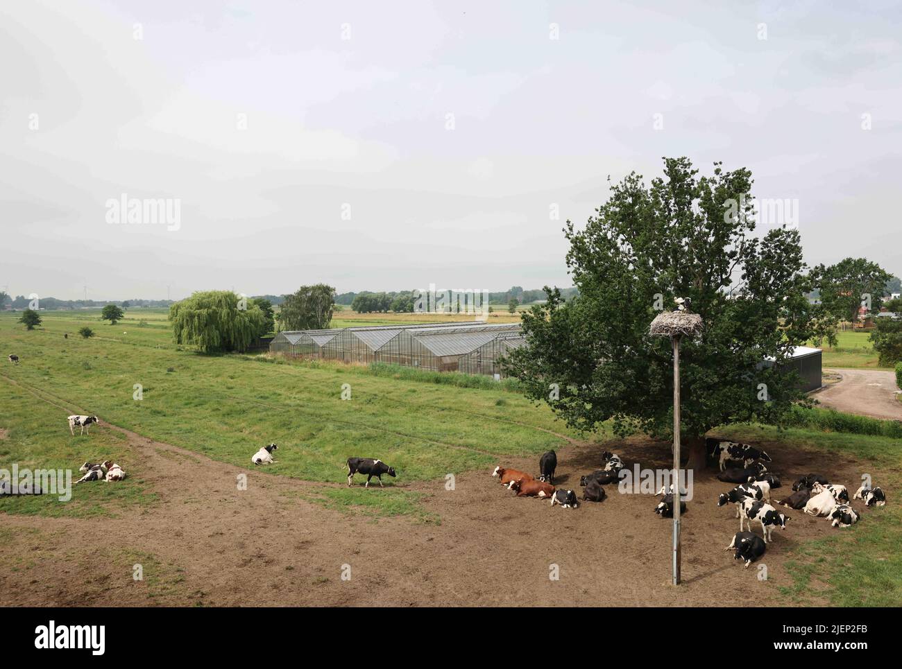 Hamburg, Germany. 27th June, 2022. Three young storks stand in their ...