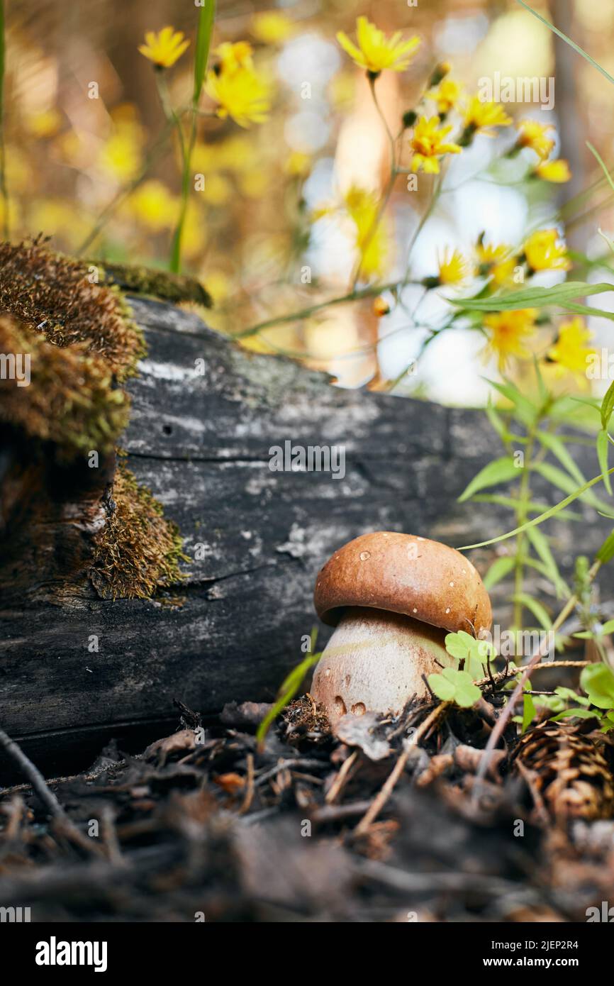 A boletus mushroom grows in the forest. Autumn still life, mushroom ...