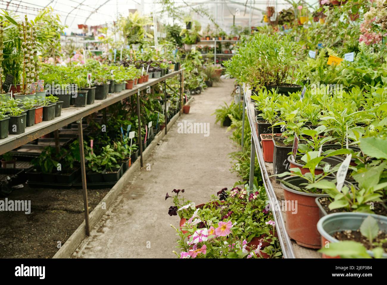 Horizontal image of green plants growing in pots in big greenhouse for ...