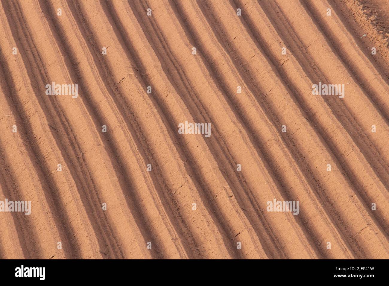 detail of a Devon field ready for planting vegetable crops Stock Photo ...
