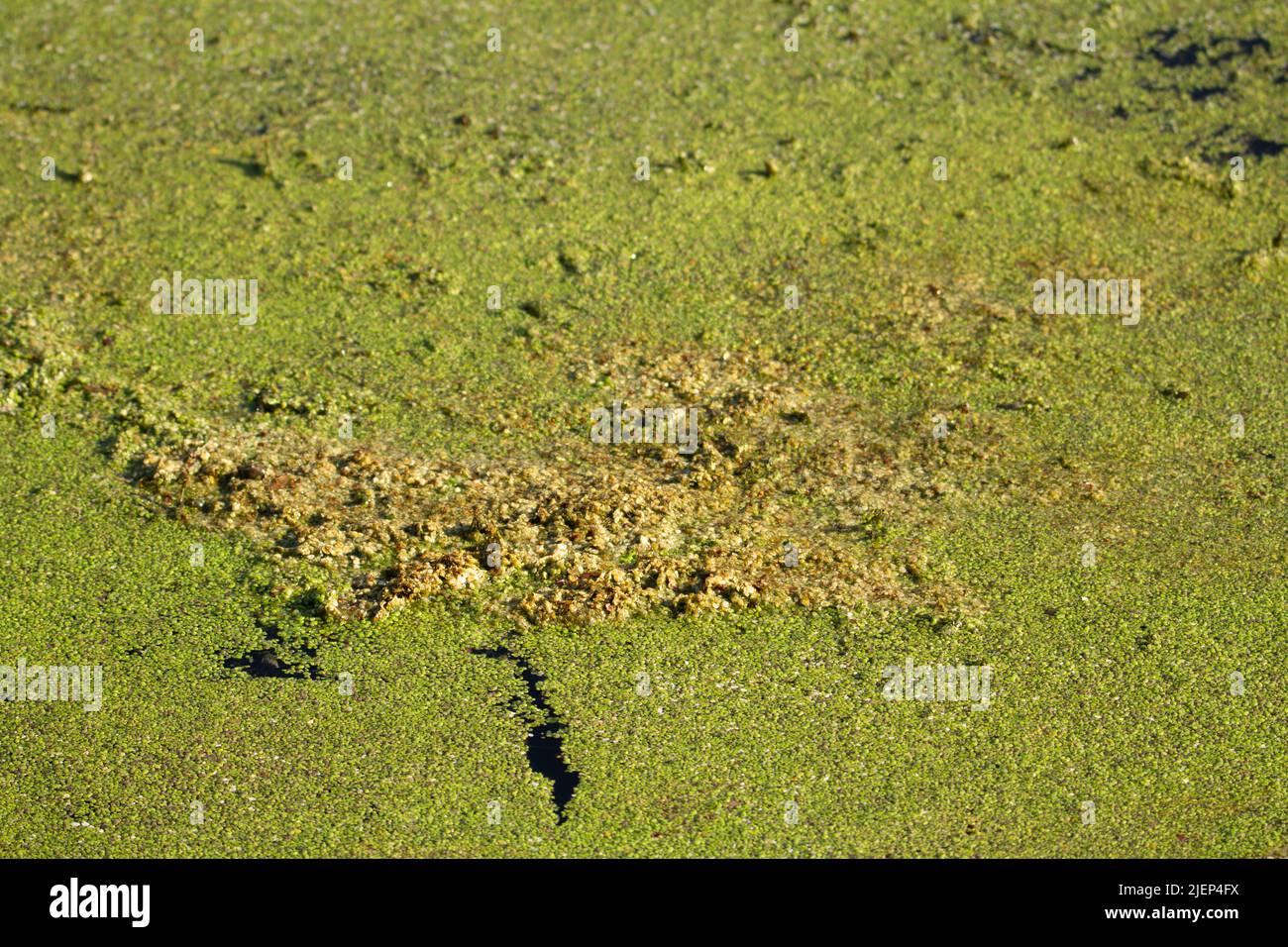 piles of duckweed growing on the canal Stock Photo - Alamy