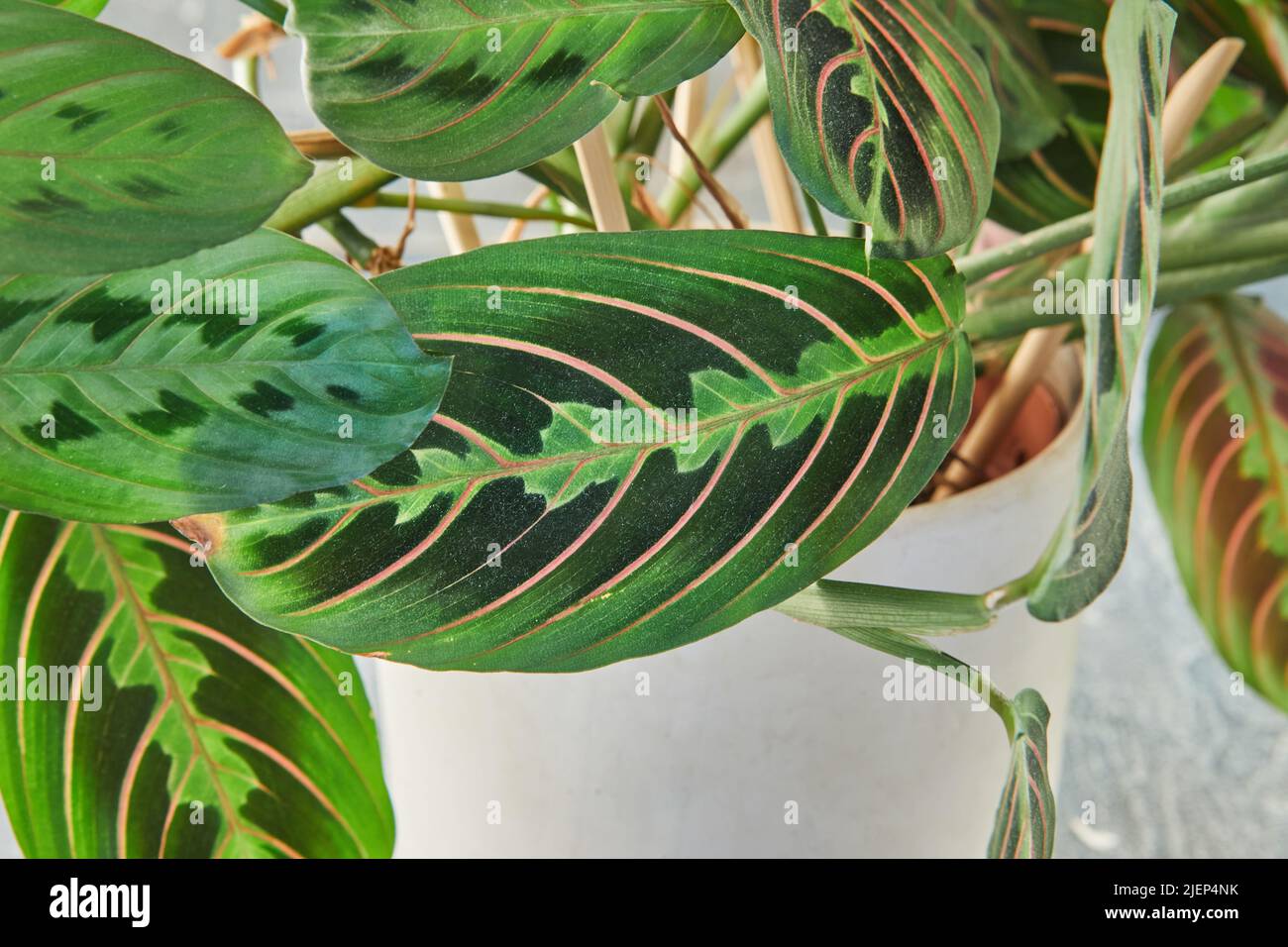 Green calathea in white pot on blue concrete Stock Photo - Alamy