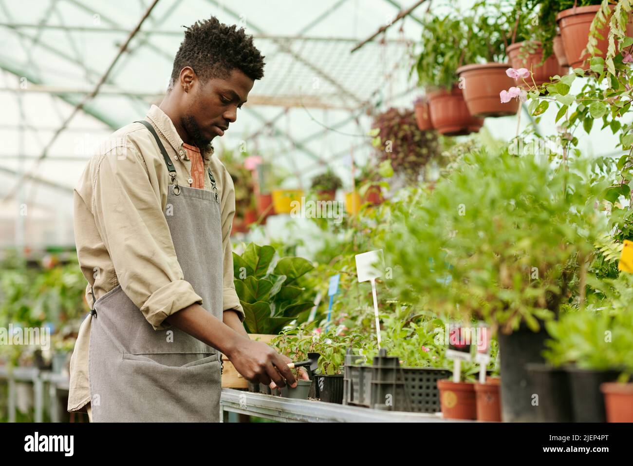 African young man in uniform working as nursery worker and trimming ...