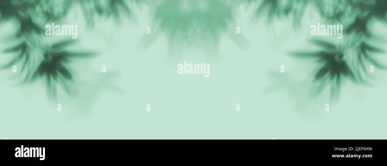 Shadow of tropical branches on mint background. Banner for design Stock ...