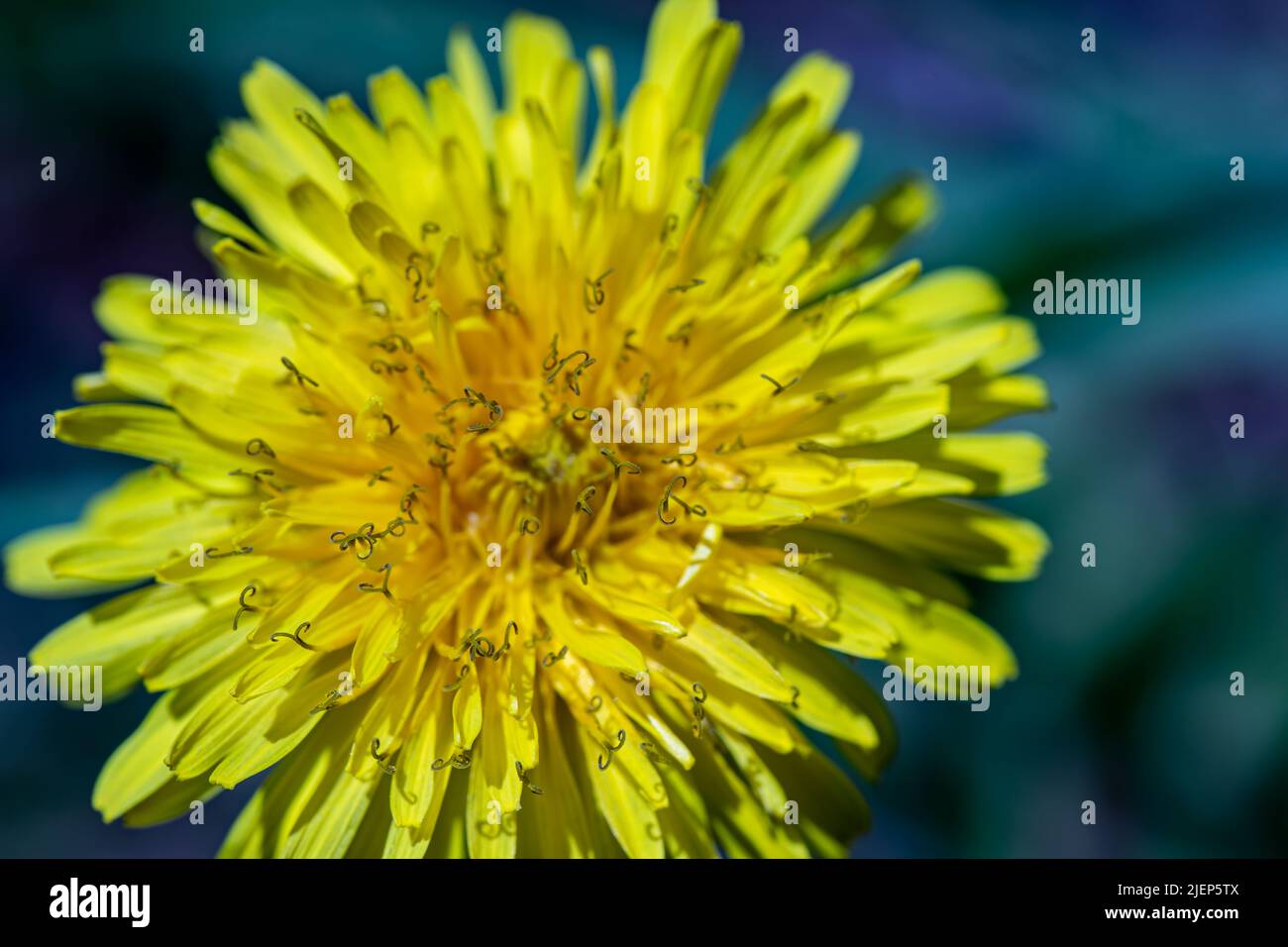 Taraxacum officinale growing in meadow, close up Stock Photo - Alamy