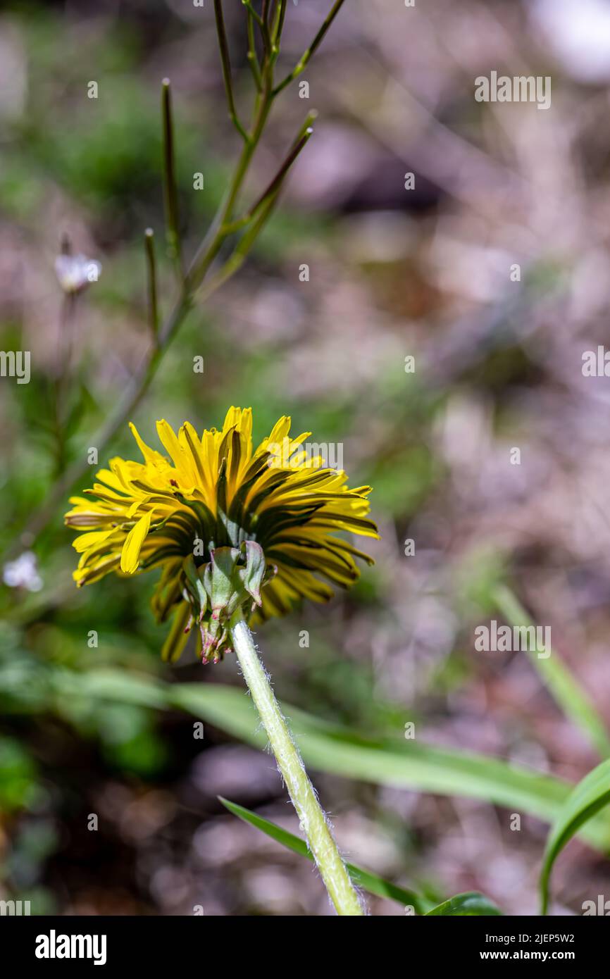 Taraxacum officinale in meadow, close up Stock Photo - Alamy