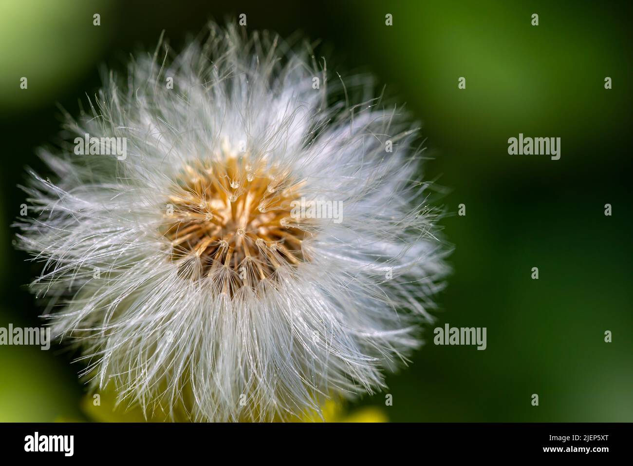 Taraxacum officinale growing in meadow, close up shoot Stock Photo - Alamy