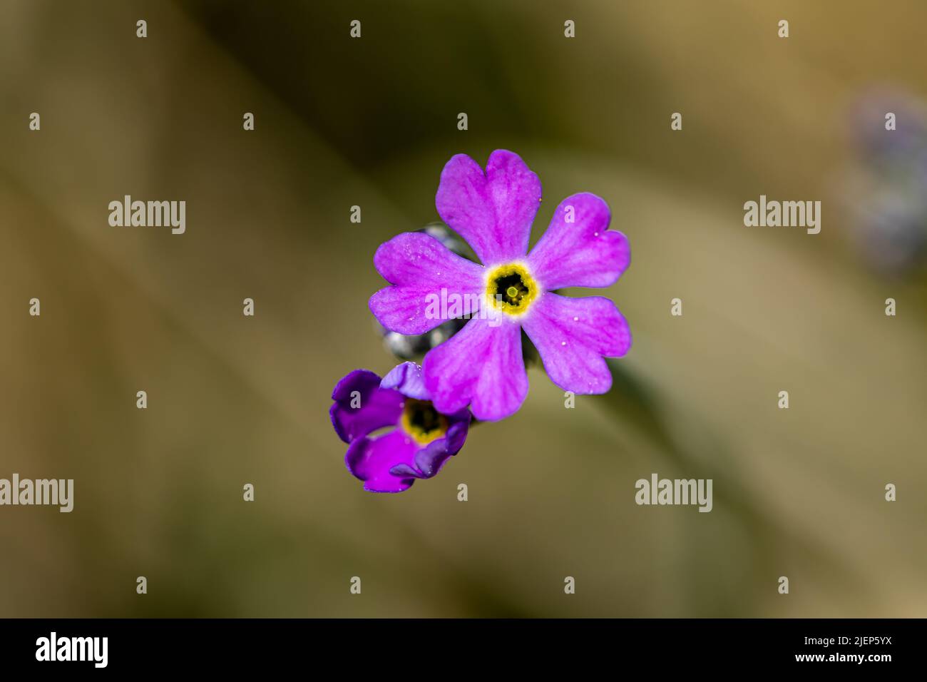 Primula farinosa in forest garden hi-res stock photography and images ...