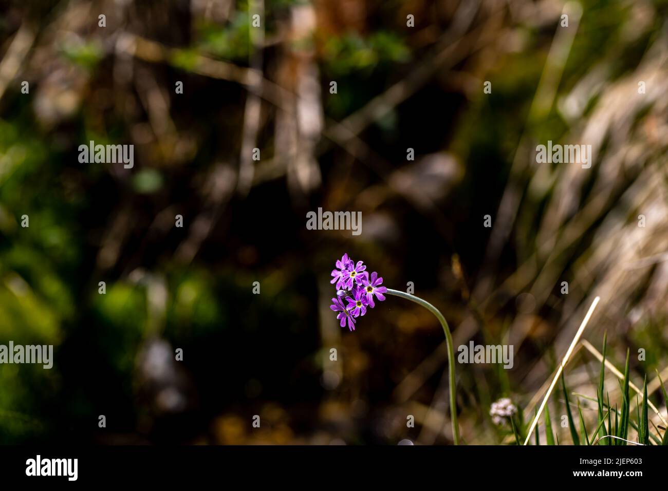 Primula farinosa in forest garden hi-res stock photography and images ...