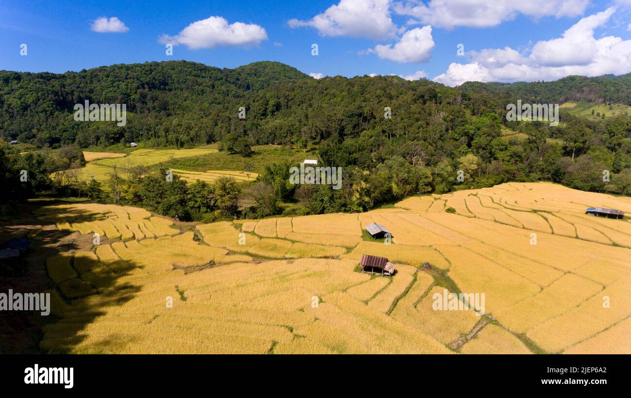 "aerial photograph drone" Green terraced rice fields and farmer hut ...