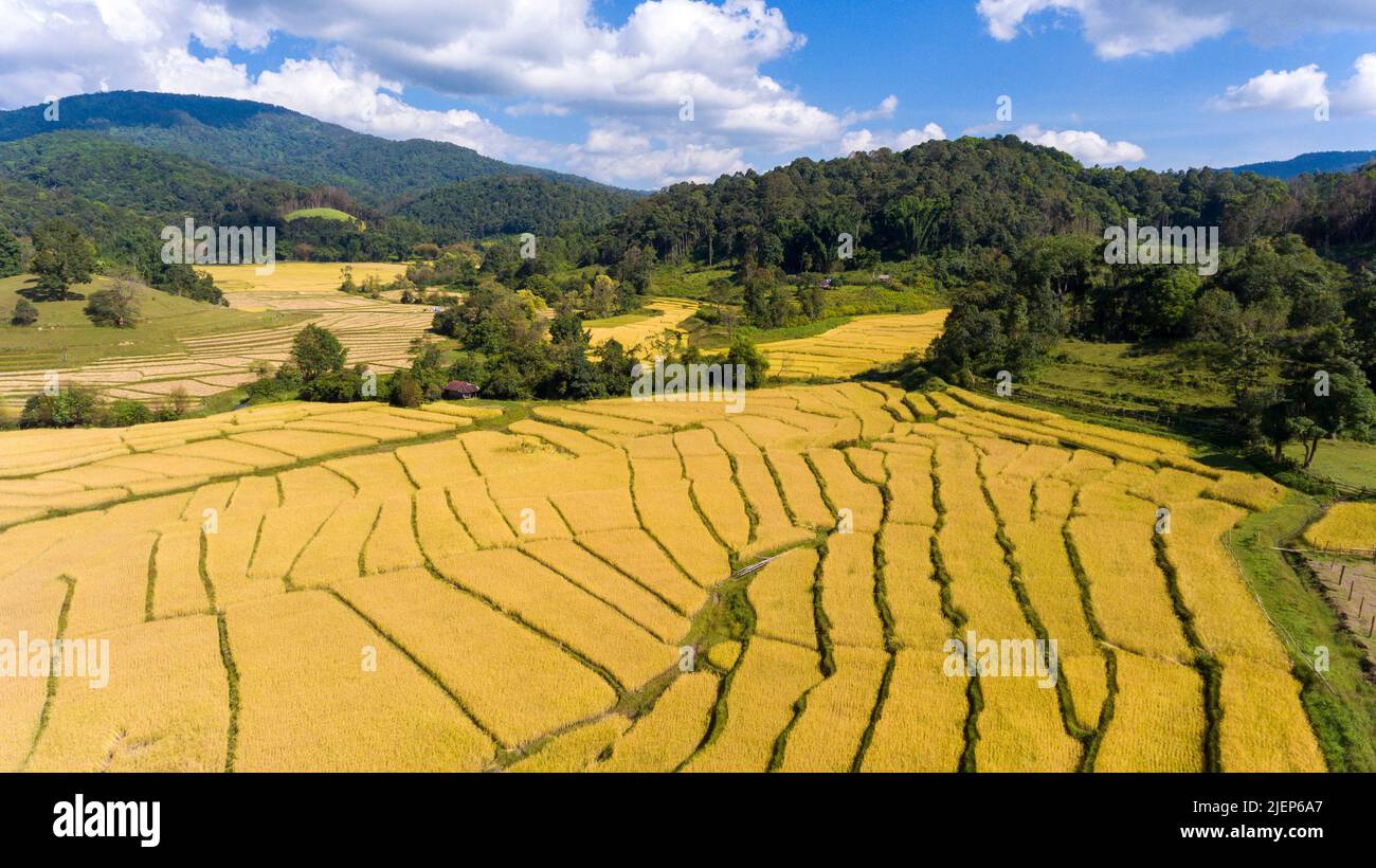 "aerial photograph drone" Green terraced rice fields and farmer hut ...