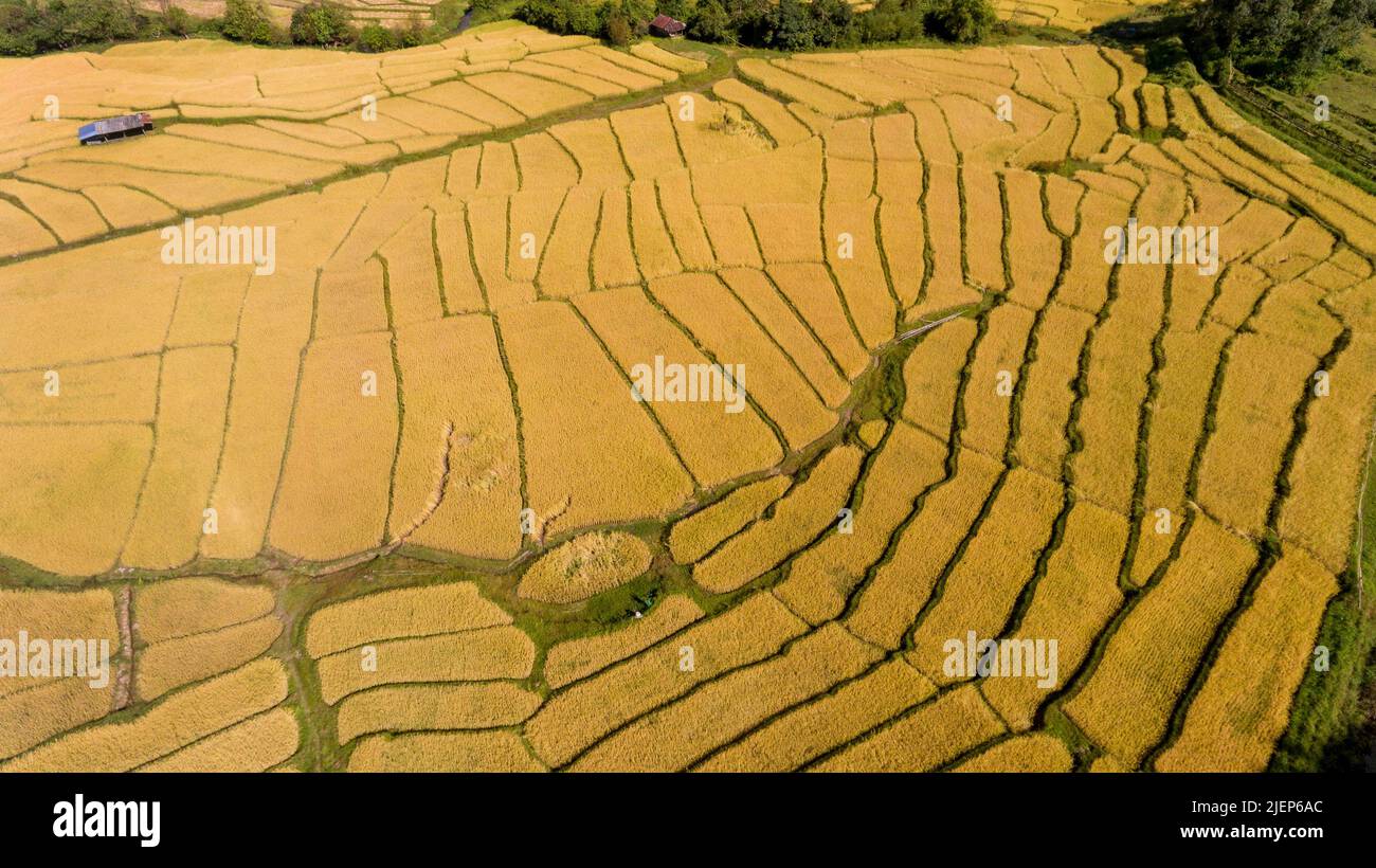 "aerial photograph drone" Green terraced rice fields and farmer hut ...