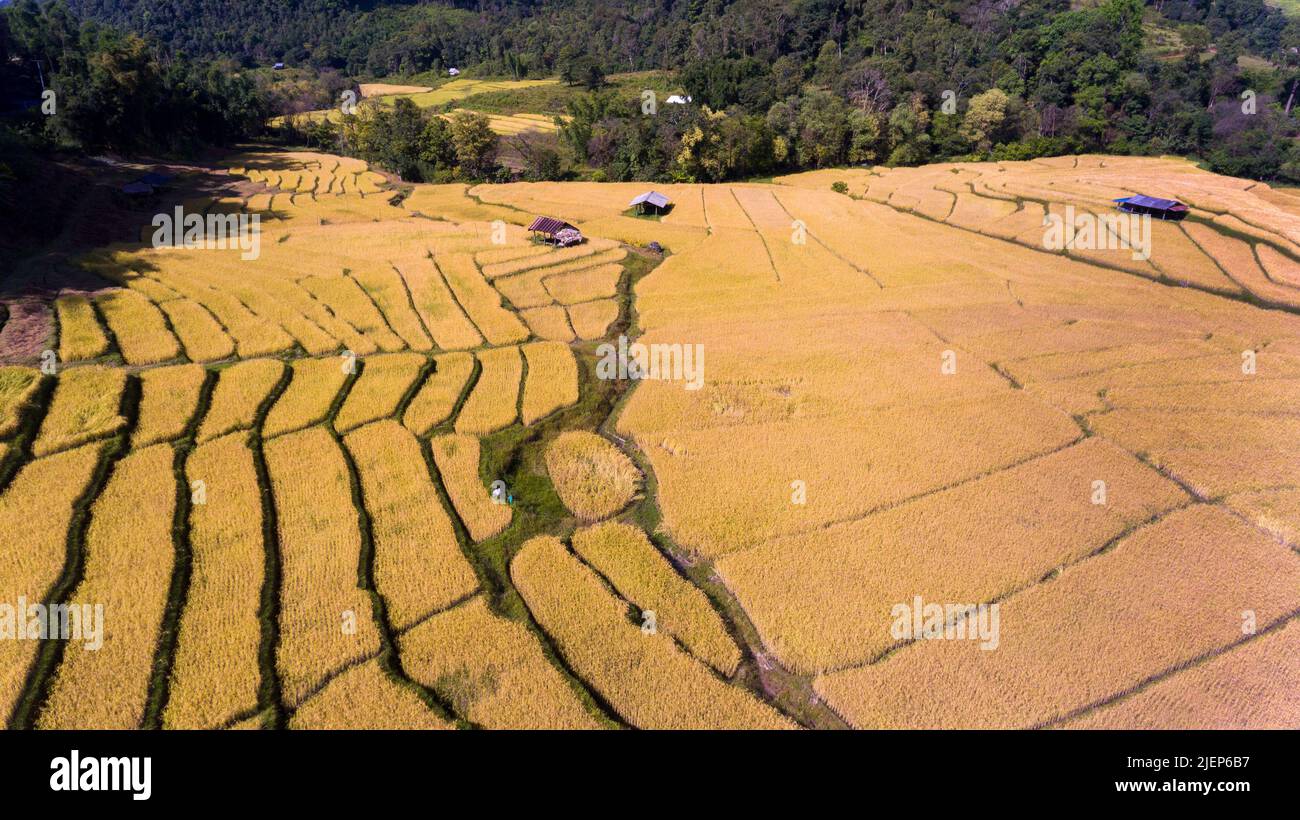 "aerial photograph drone" Green terraced rice fields and farmer hut ...
