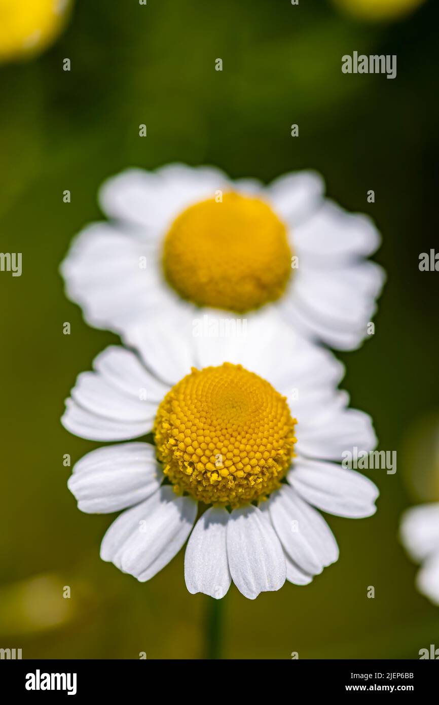 Matricaria chamomilla growing in meadow, close up shoot Stock Photo - Alamy