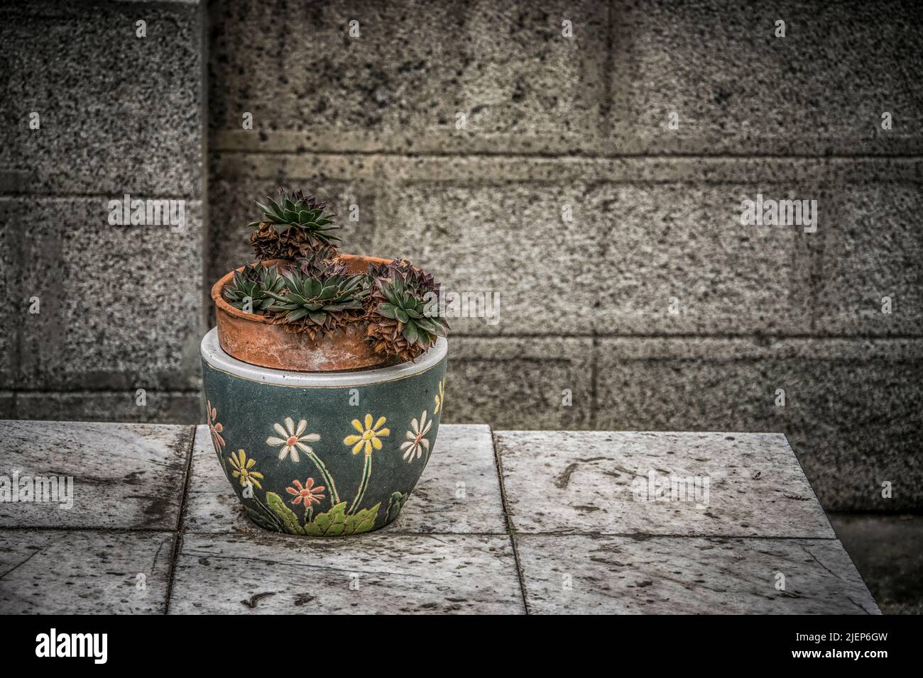 Houseleek flower hi-res stock photography and images - Alamy