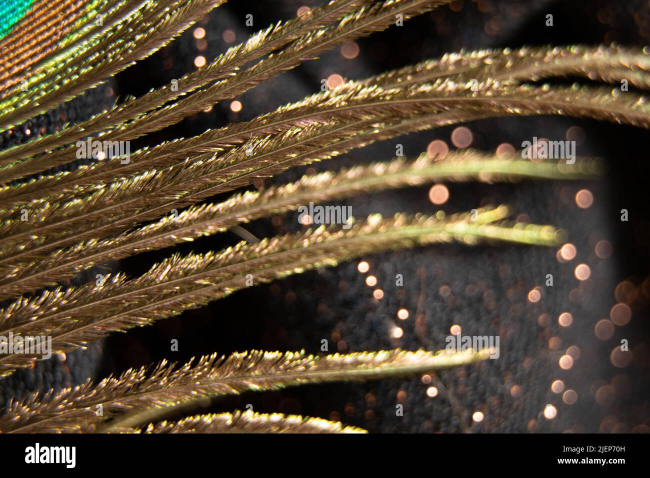 peacock feather close up macro photo, peacock feather isolated Stock ...