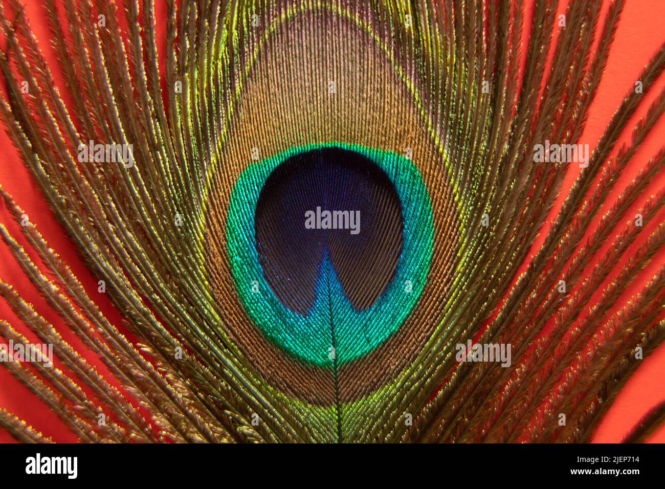 peacock feather close up macro photo, peacock feather isolated Stock ...