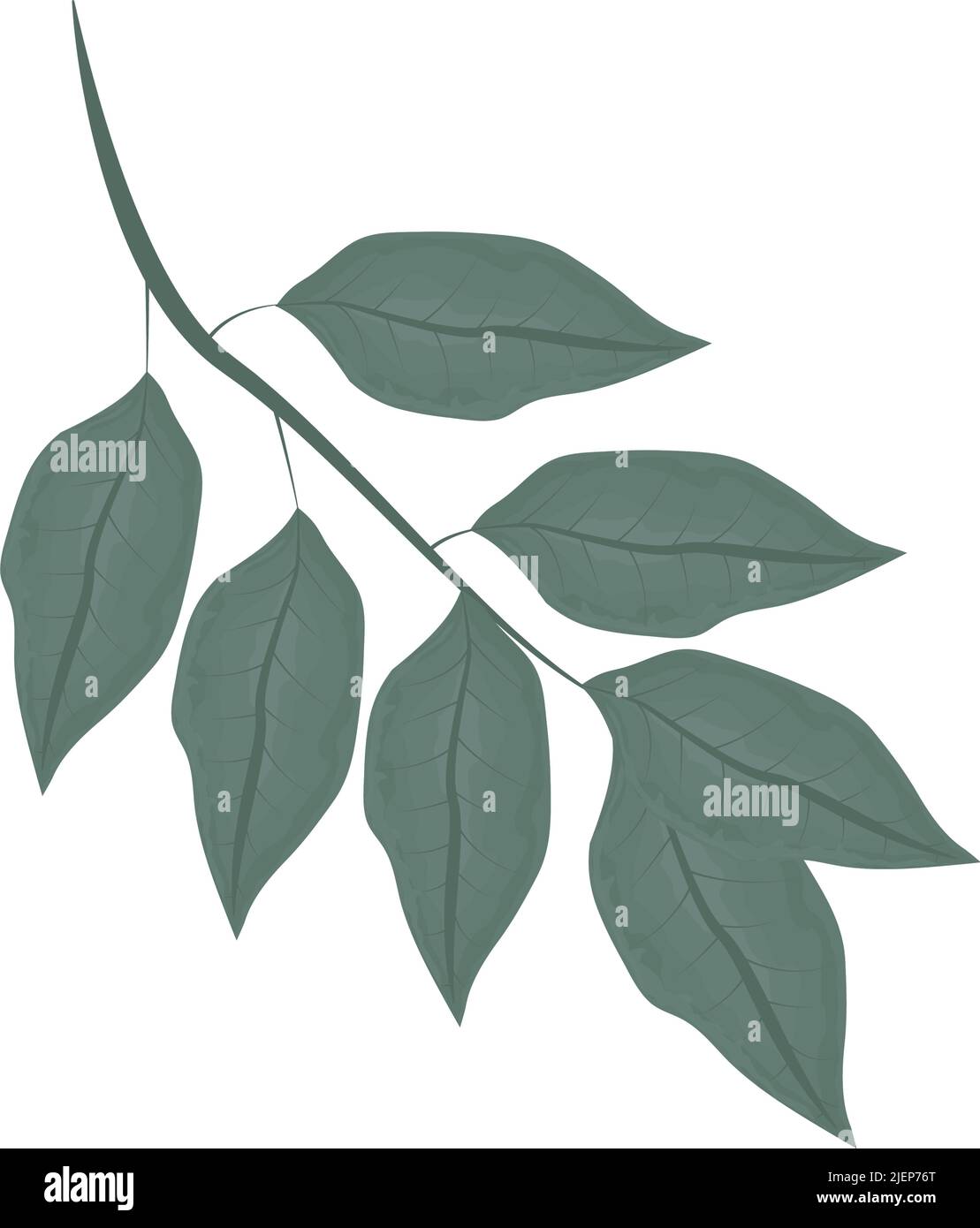 leaves plant icon Stock Vector Image & Art - Alamy