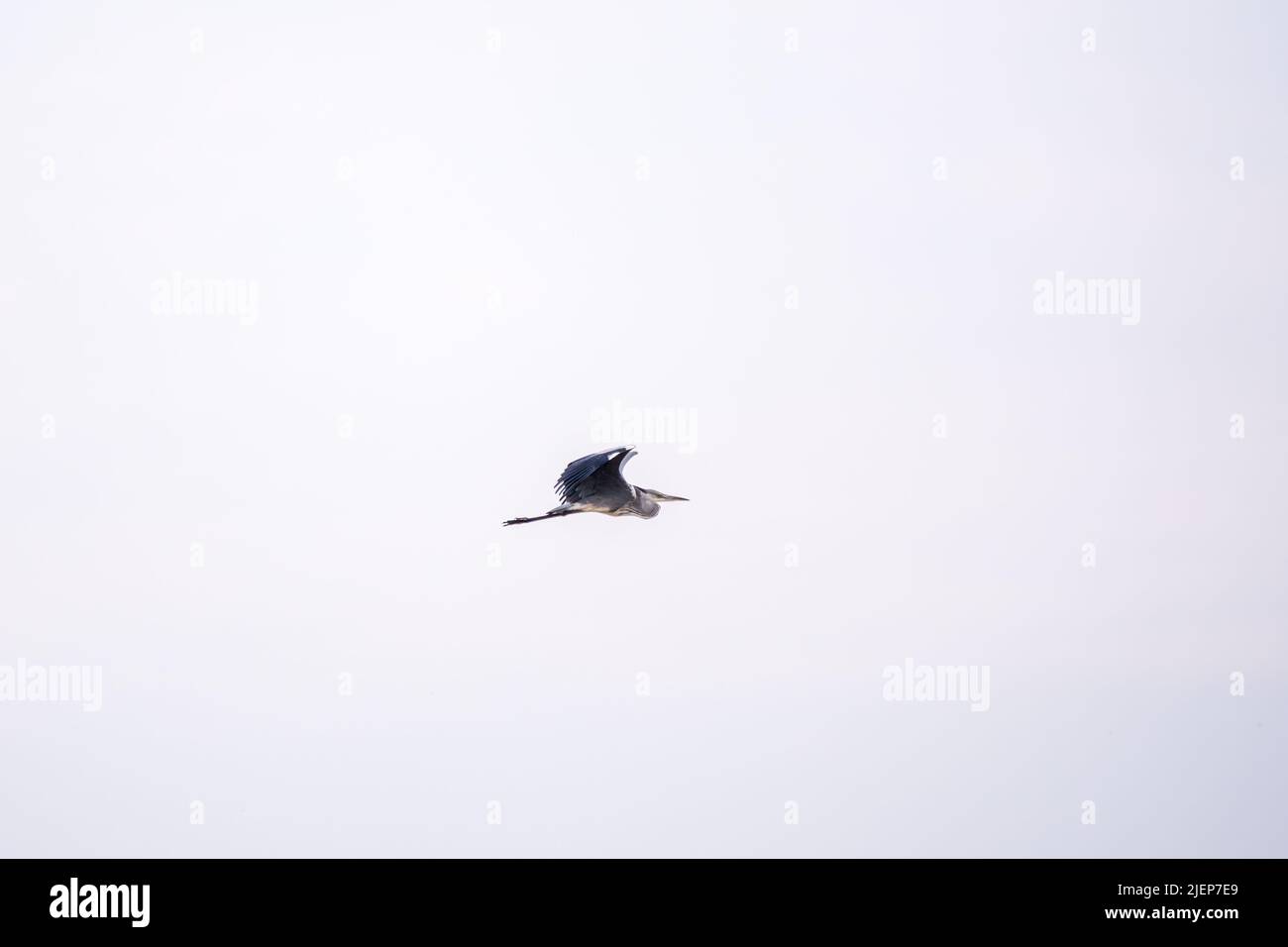 The grey heron in Flight, lat. Ardea cinerea. The grey heron is a long ...