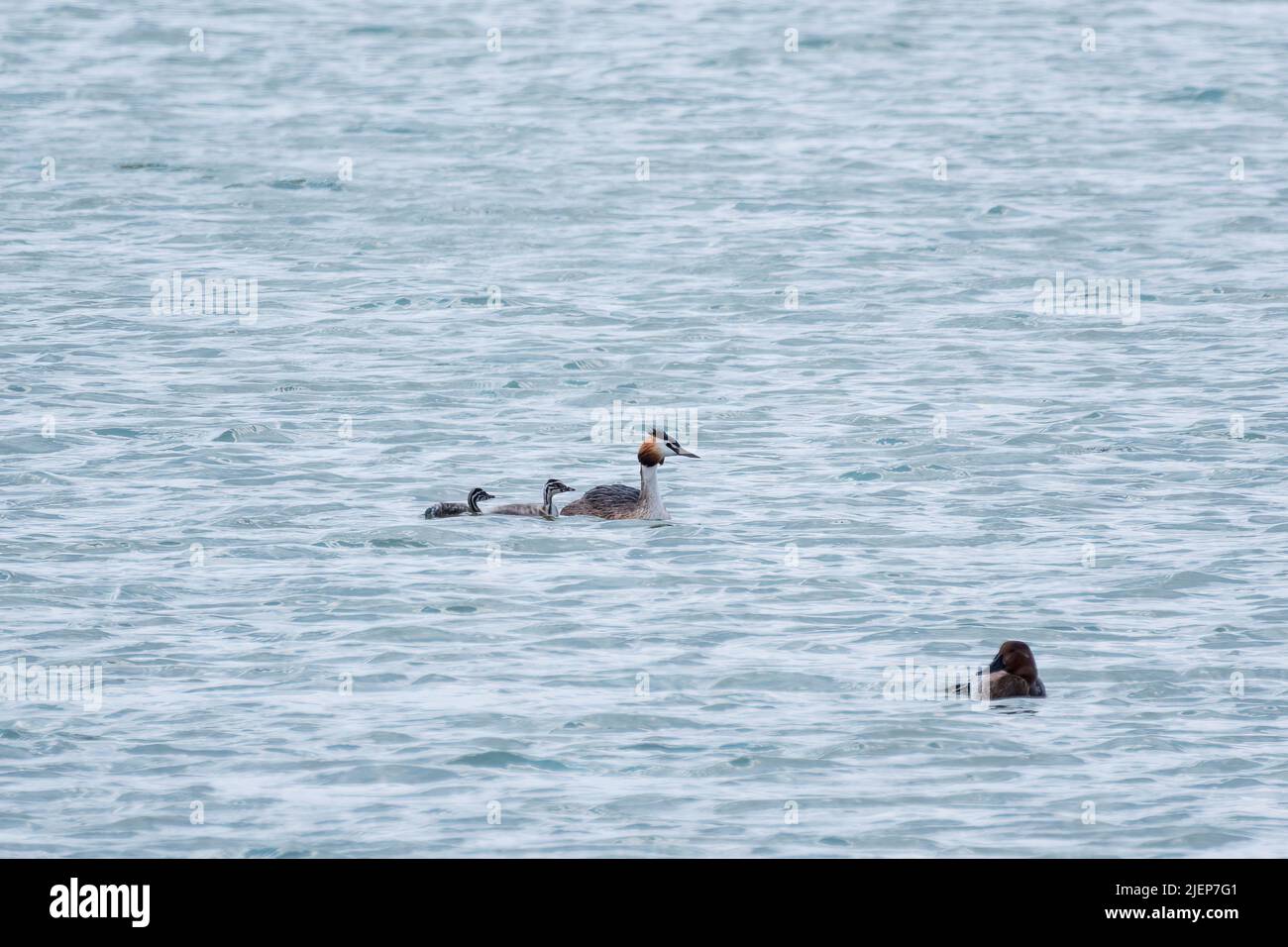 The waterfowl bird, great crested grebe with chick, swimming in the ...