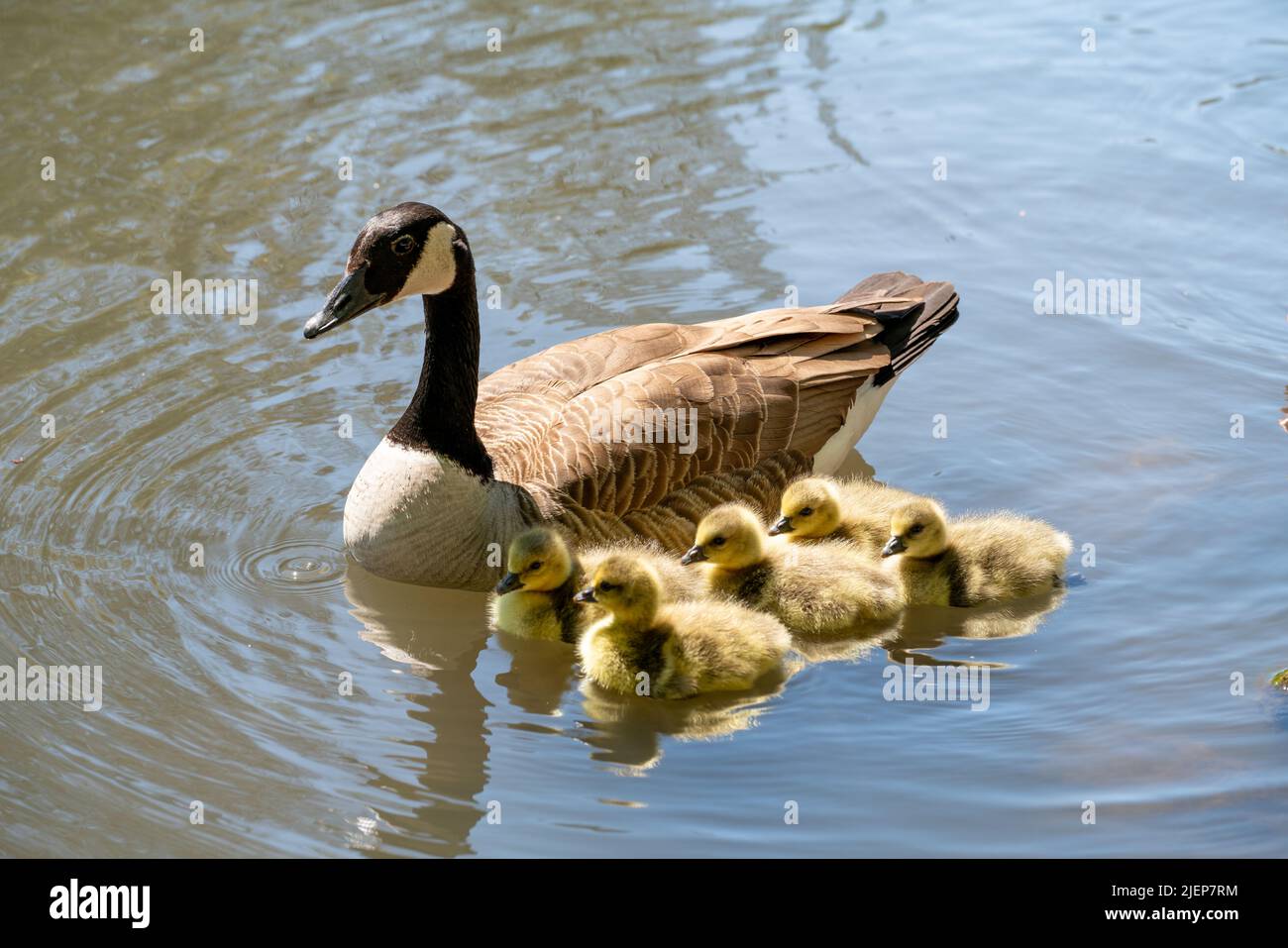 Waterfowl community hi-res stock photography and images - Alamy