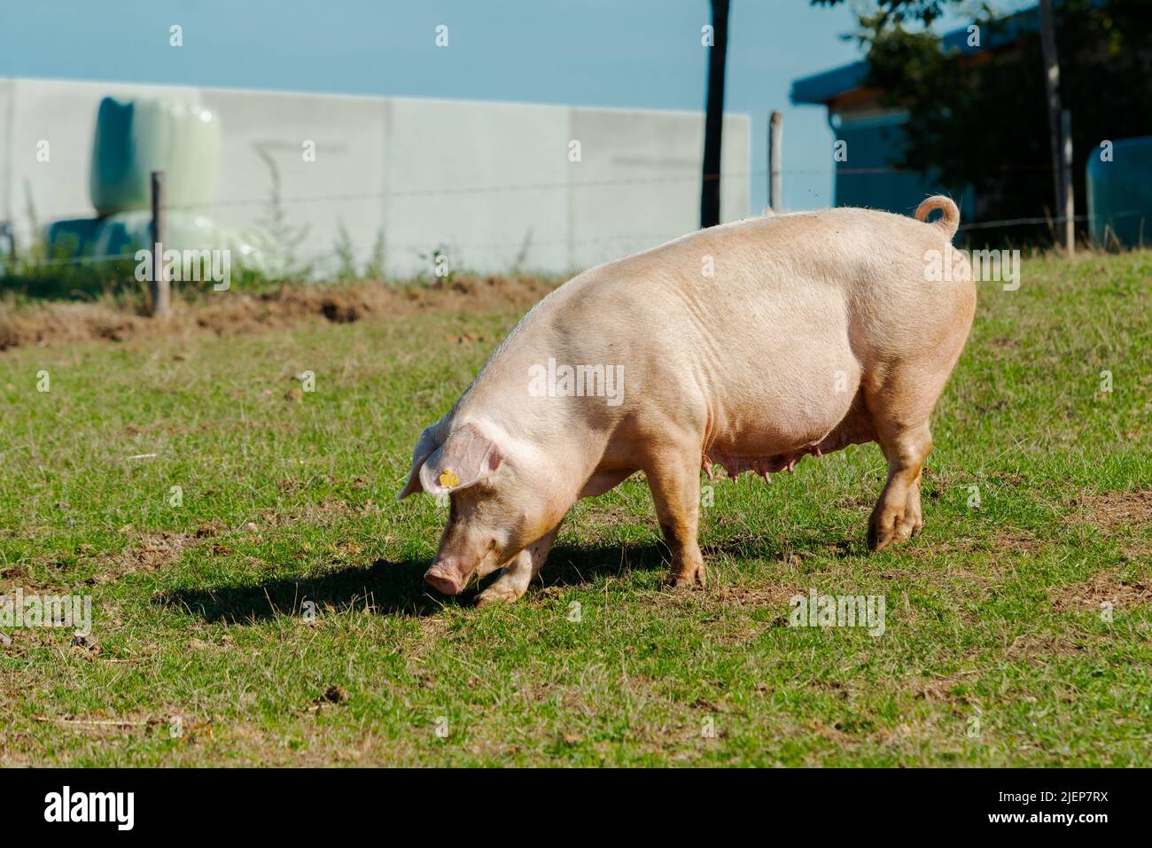 Pigs in field. Healthy pig on meadow Stock Photo - Alamy