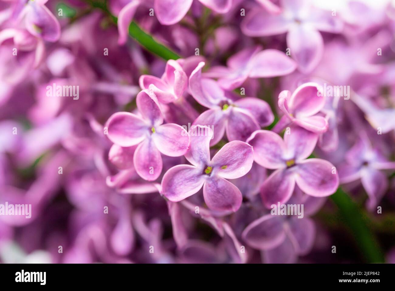 Purple lilac flowers blossom in garden, spring background Stock Photo ...