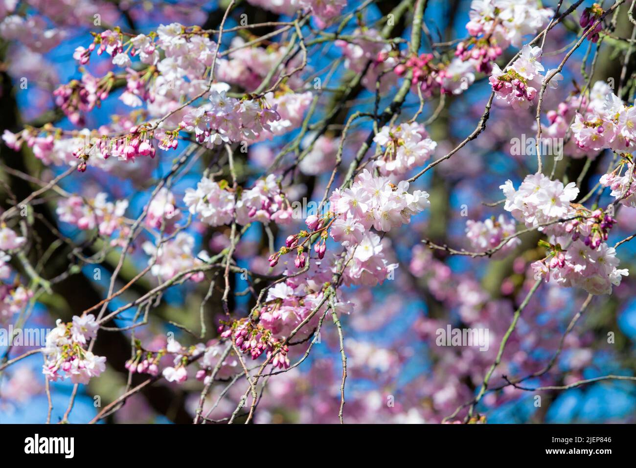 Spring Cherry blossoms, pink flowers Stock Photo - Alamy