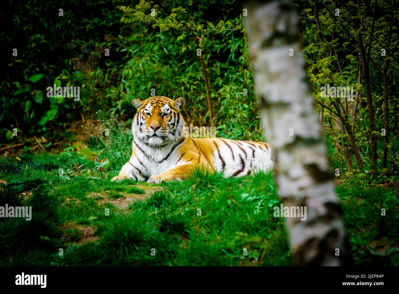 Tiger laying down hi-res stock photography and images - Alamy
