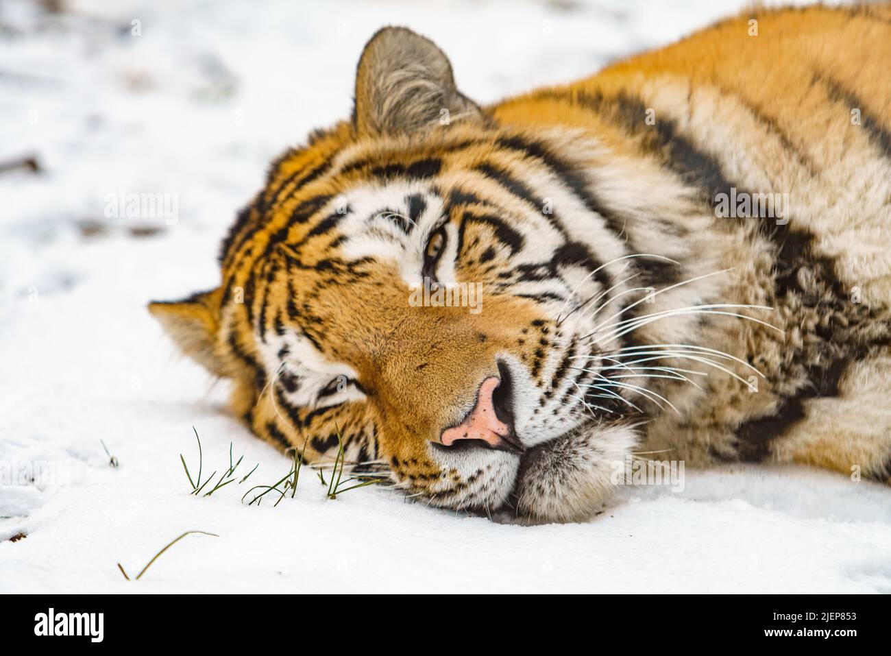 Tiger lying in the snow. Beautiful wild siberian tiger on snow Stock ...