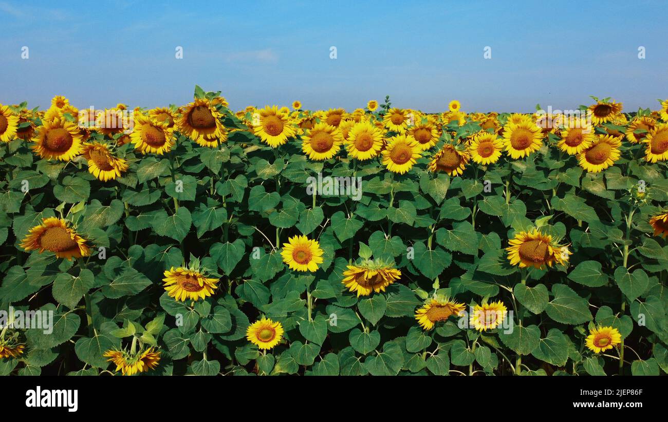 Sunflower flowers close up. Agricultural field of blooming sunflower ...