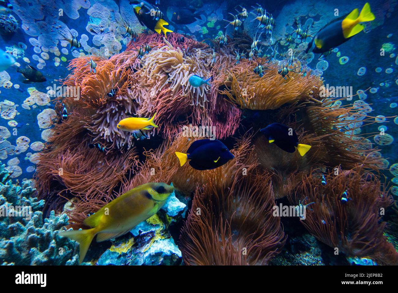 Underwater scene. Coral reef, fish groups in clear ocean water Stock ...