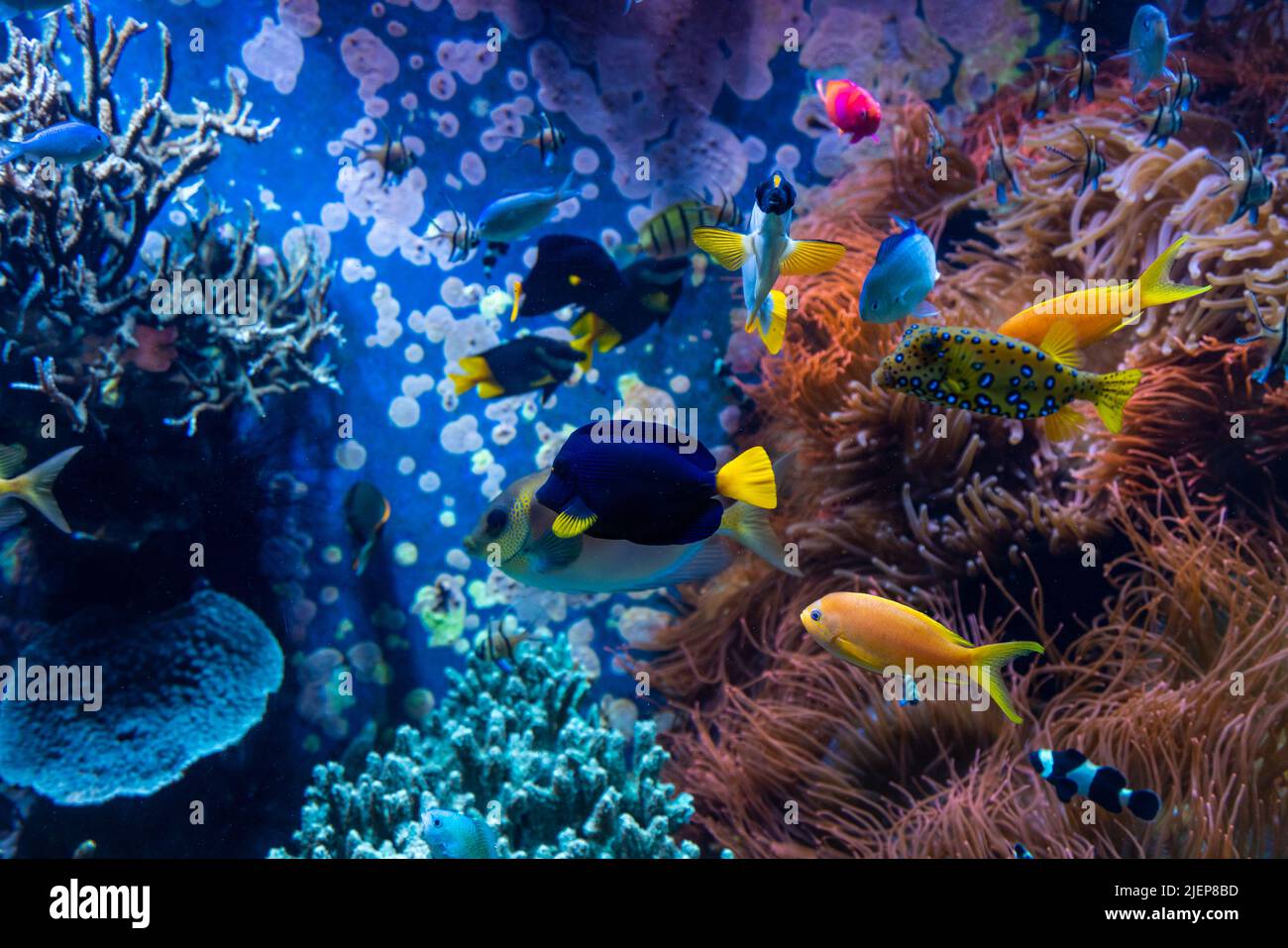 Underwater scene. Coral reef, fish groups in clear ocean water Stock ...