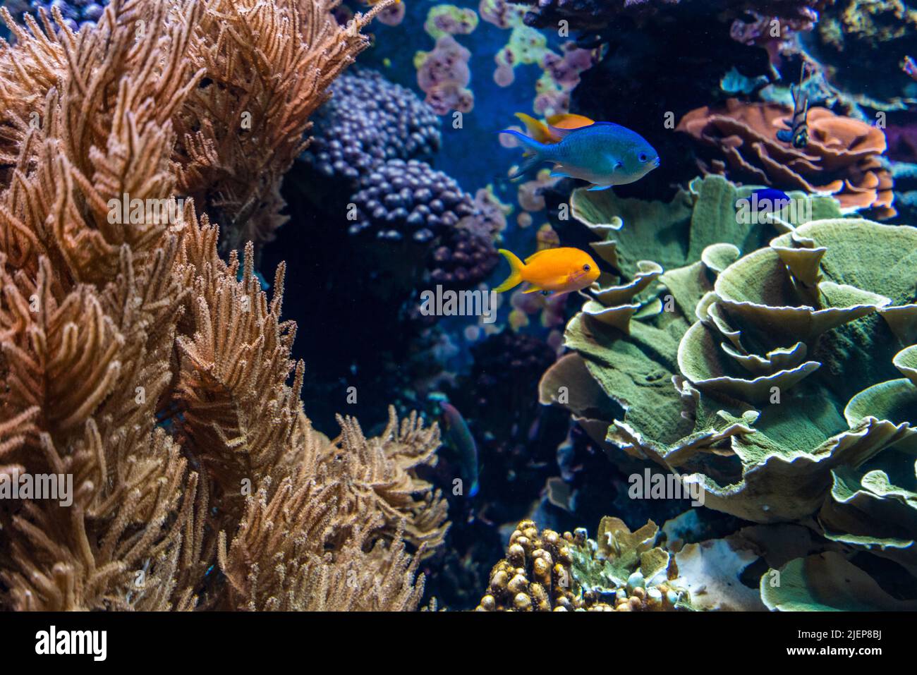 Underwater scene. Coral reef, fish groups in clear ocean water Stock ...
