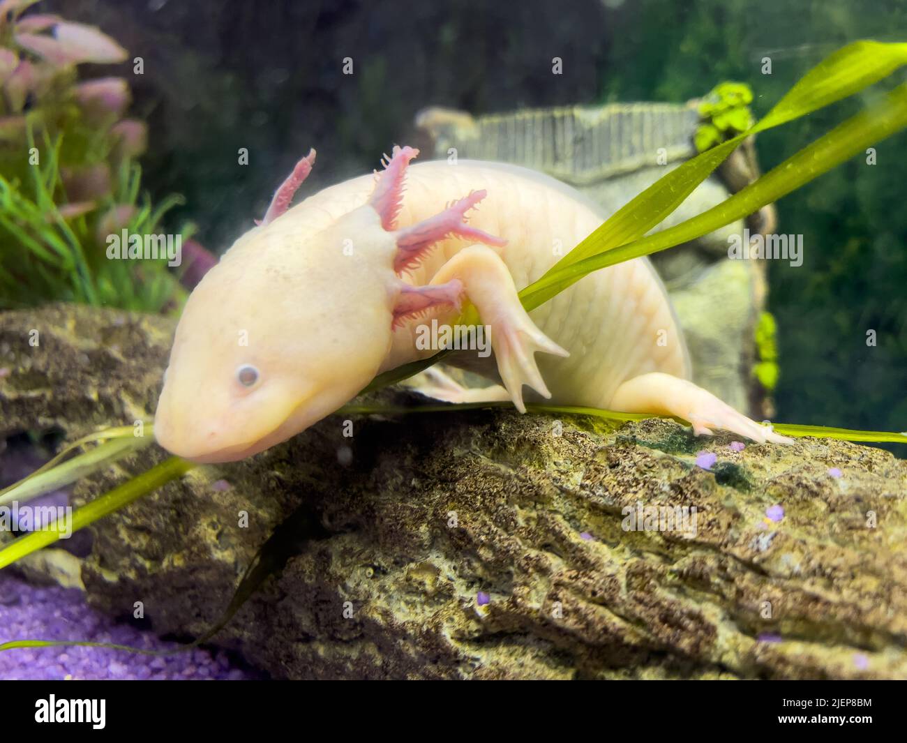 Underwater Axolotl portrait in an aquarium. Ambystoma mexicanum ...