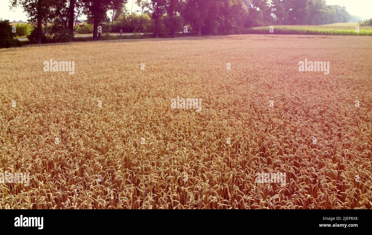 Wheaten plants hi-res stock photography and images - Alamy