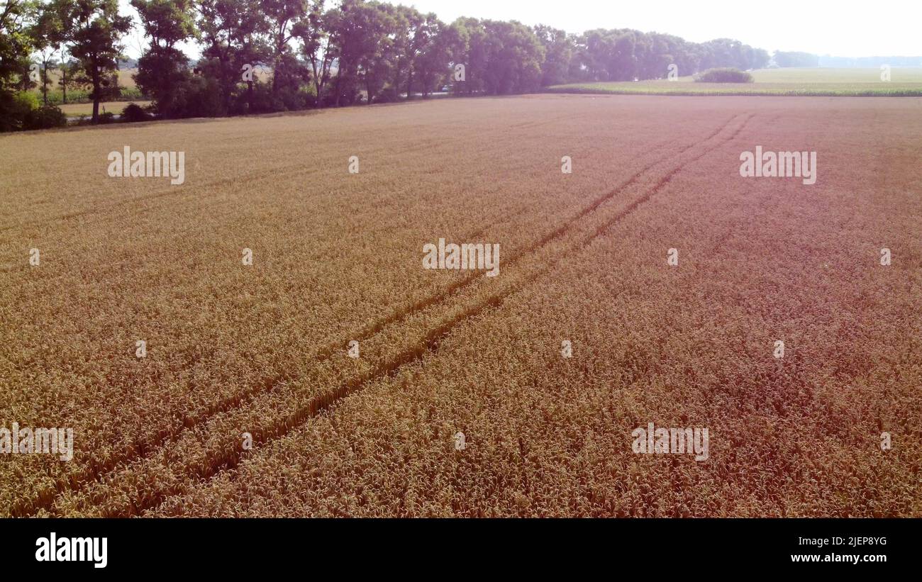 Aerial drone view flight over field wheat ears spikes with ripened ...