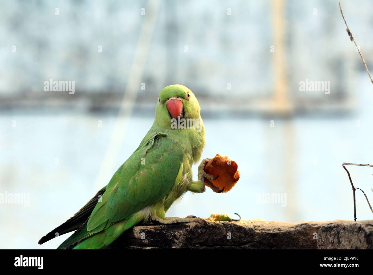 green parrot eating a bread Stock Photo - Alamy