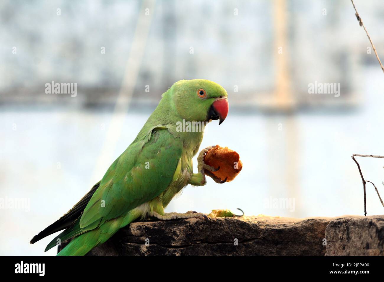 green parrot eating a bread Stock Photo - Alamy