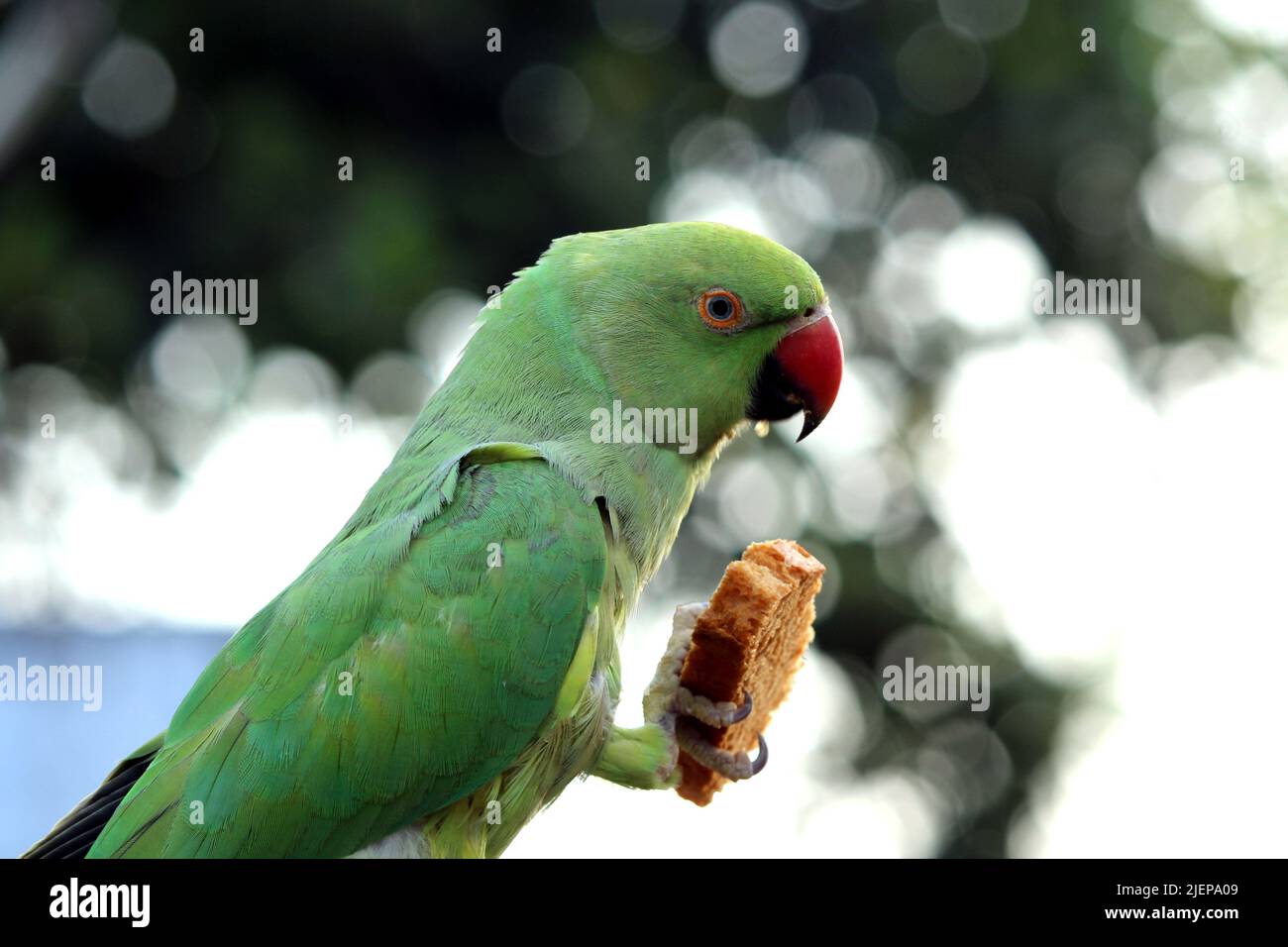 Food parrot hi-res stock photography and images - Alamy