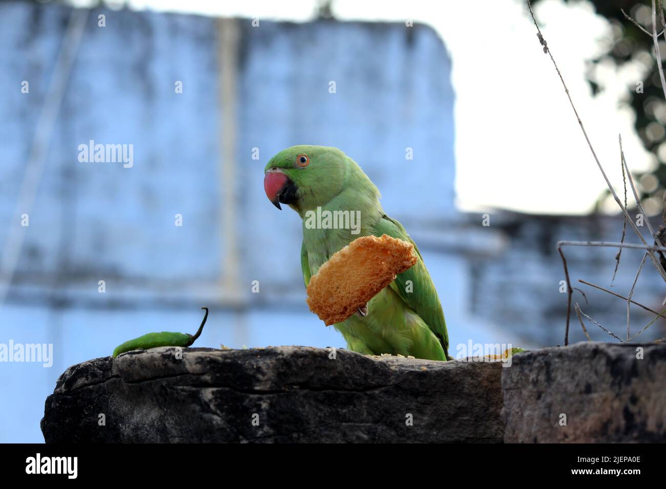 green parrot eating a bread Stock Photo - Alamy