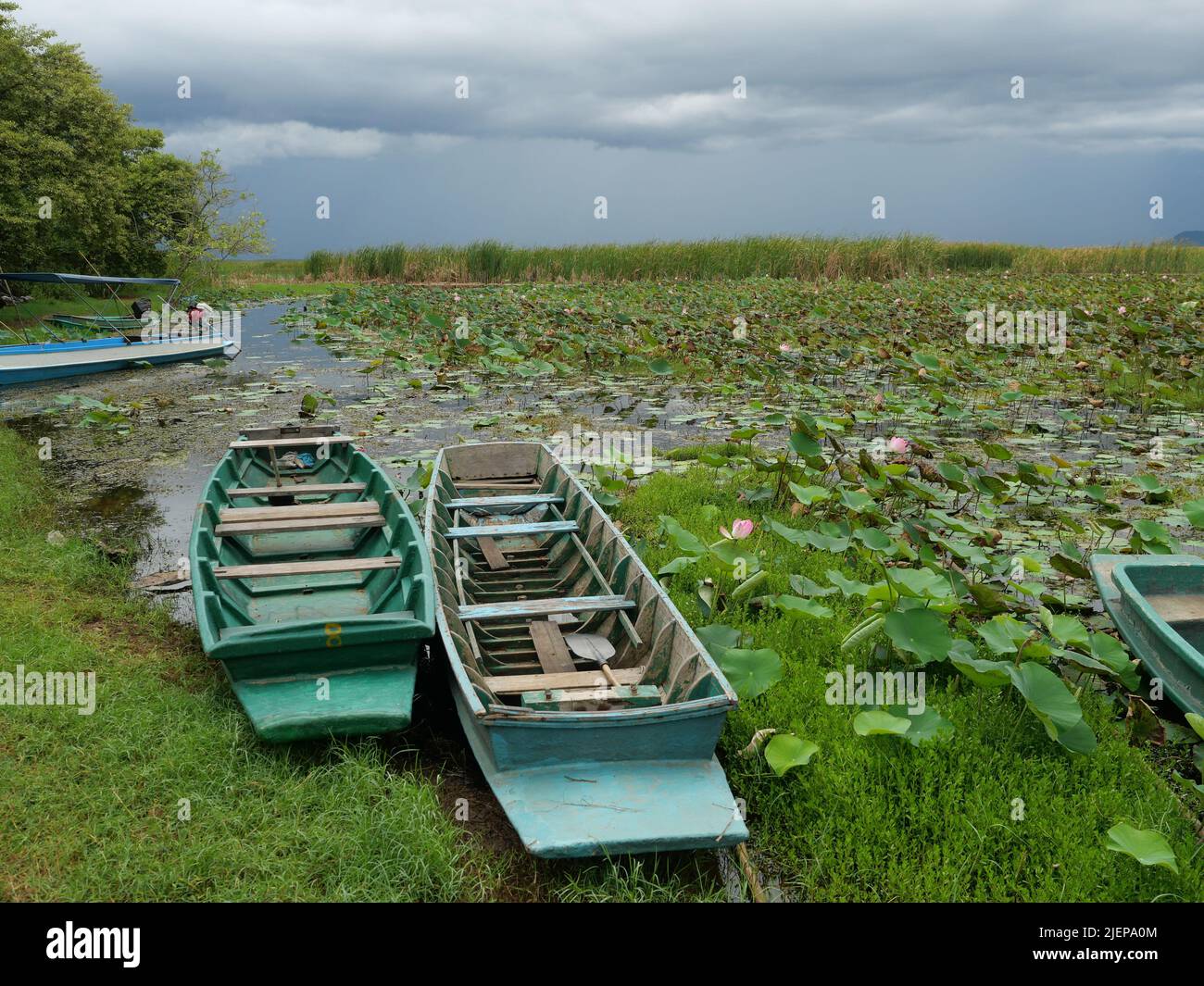 Colorful fishing and Taxi boat with water plants in lake, Wetland at ...
