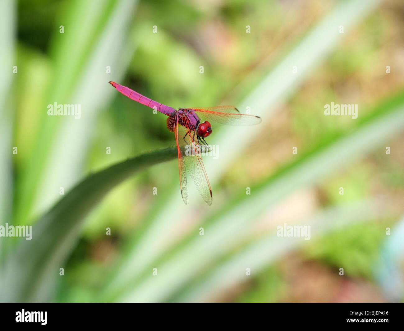 Beautiful dragonfly on green grass hi-res stock photography and images ...