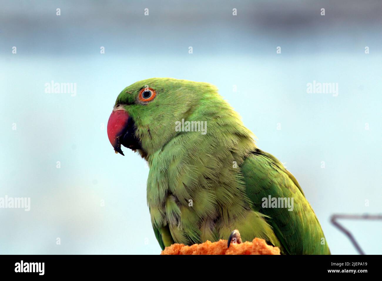 green parrot eating a bread Stock Photo - Alamy