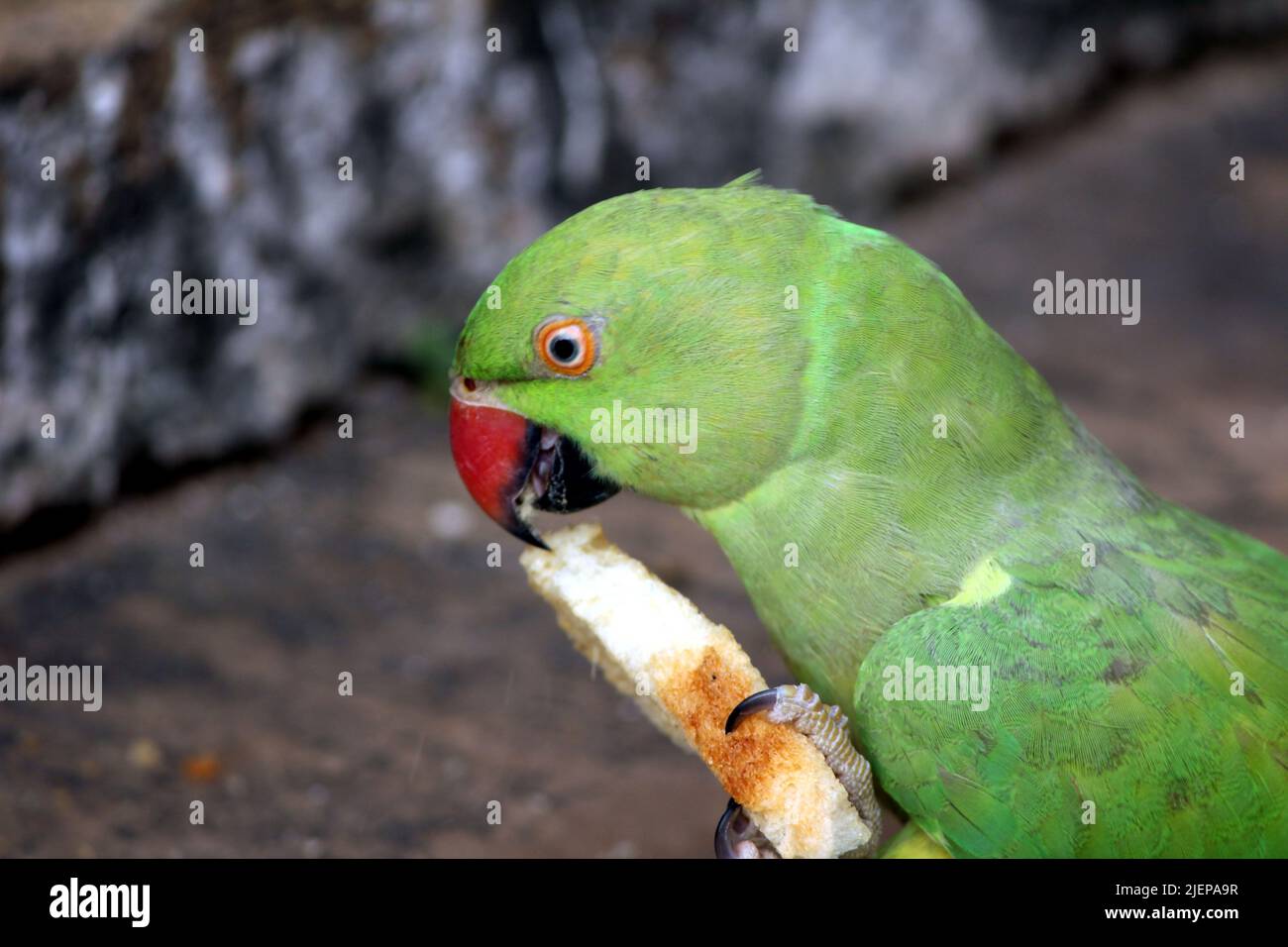 Parrot drinking hi-res stock photography and images - Alamy